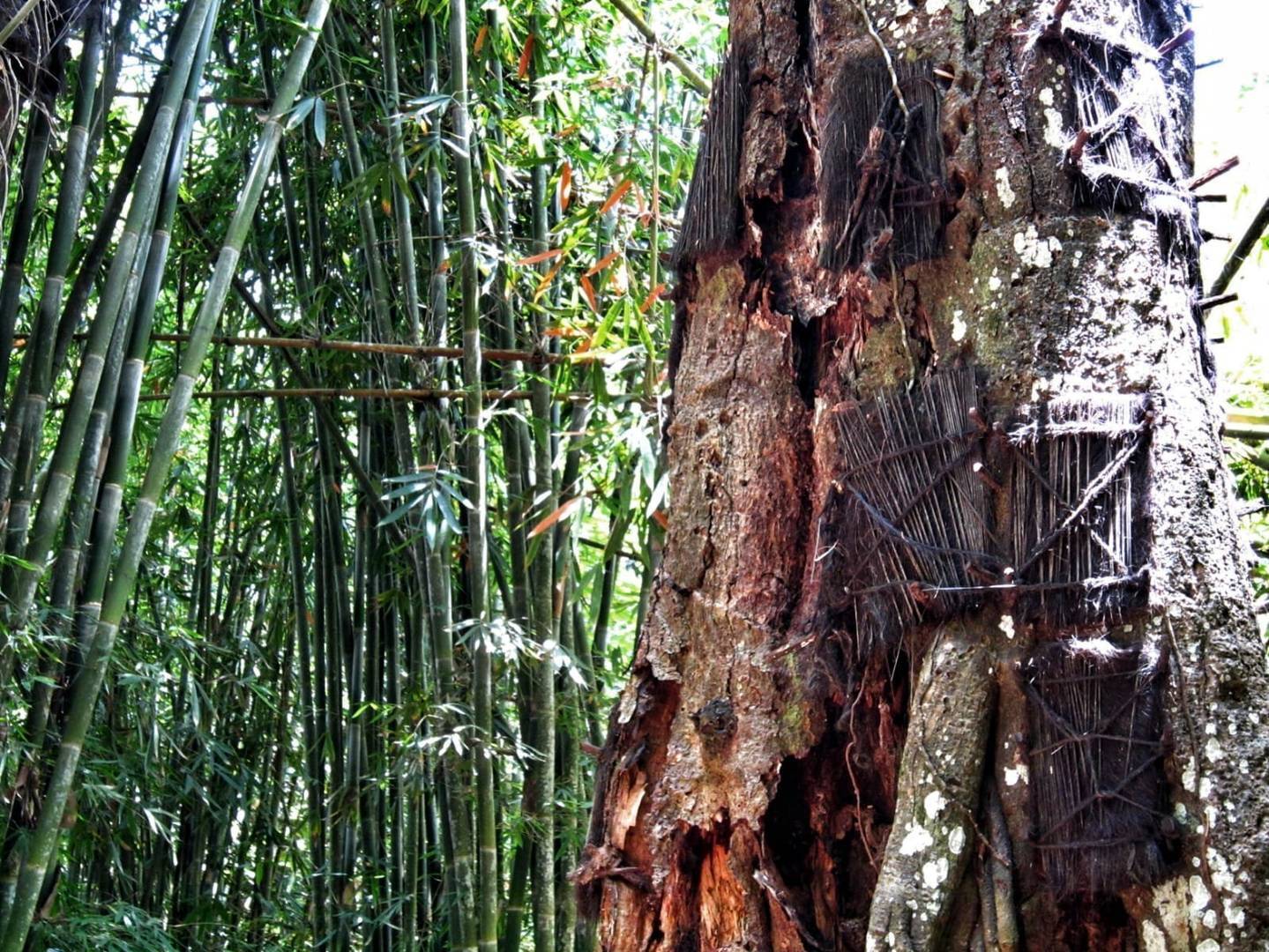 El árbol de las almas